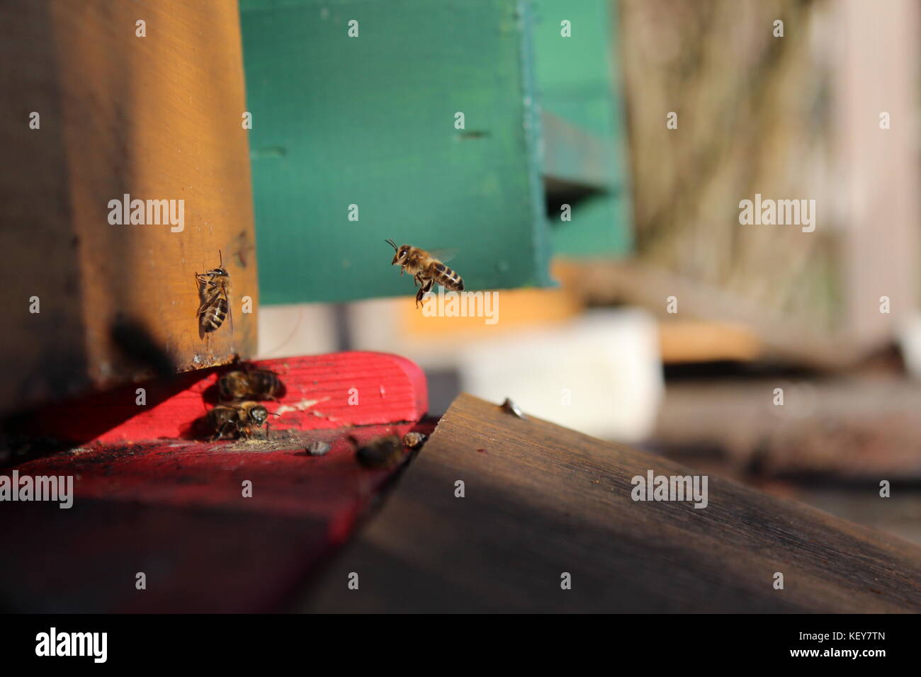 Summer flying insect insects hi-res stock photography and images - Alamy