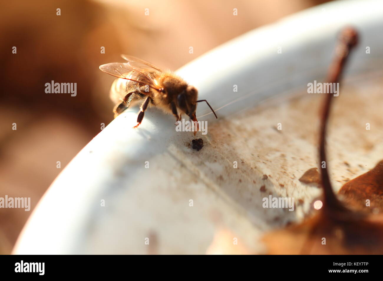 Bee drinking water hi-res stock photography and images - Alamy