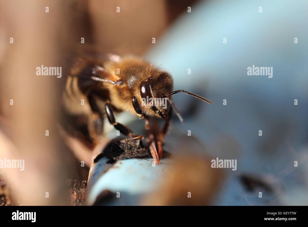 Awesome bee hi-res stock photography and images - Alamy