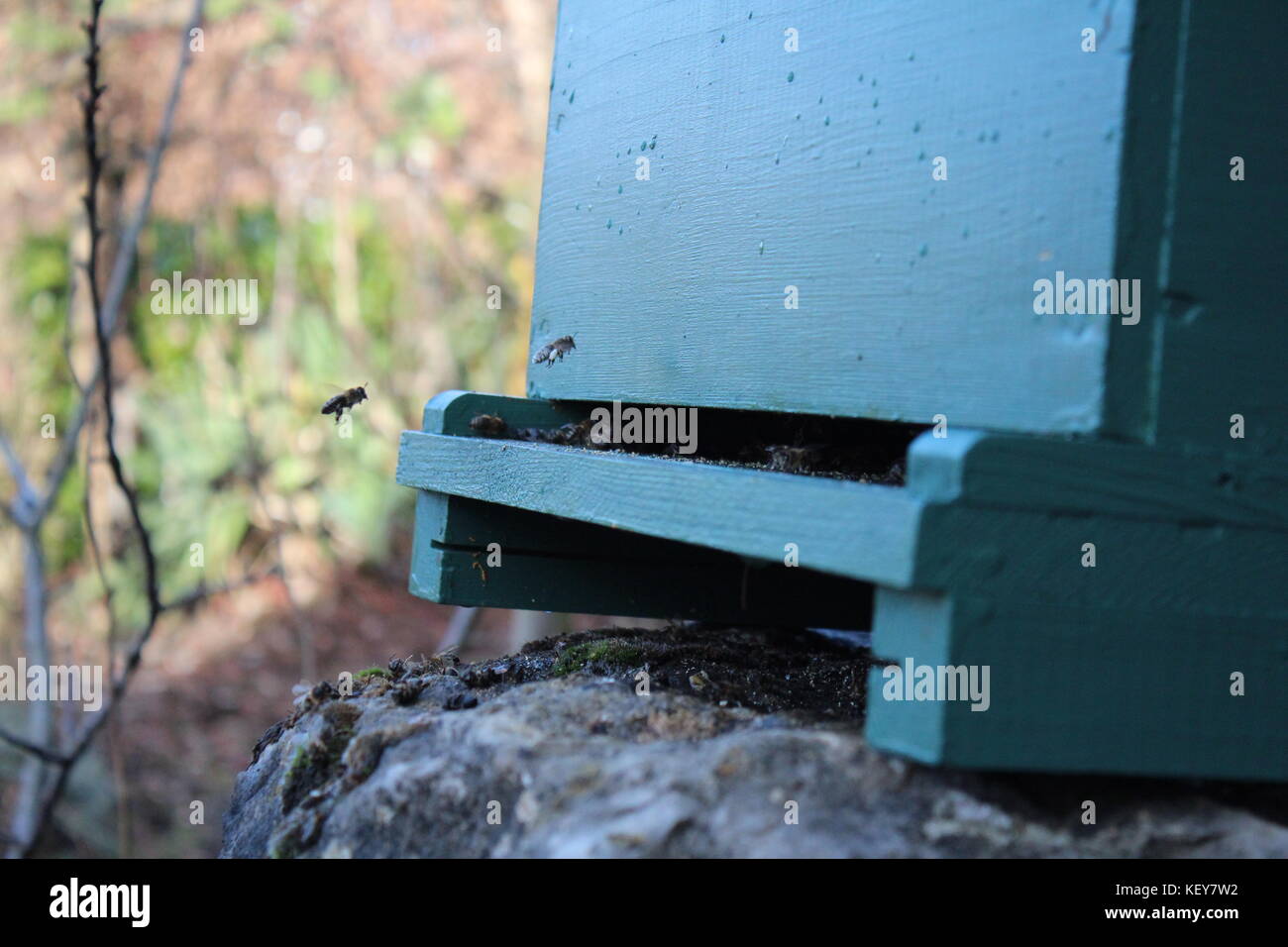 Bee with pollen in the early spring Stock Photo - Alamy