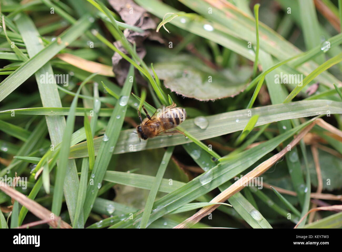 Bee in grass while looking for water Stock Photo - Alamy