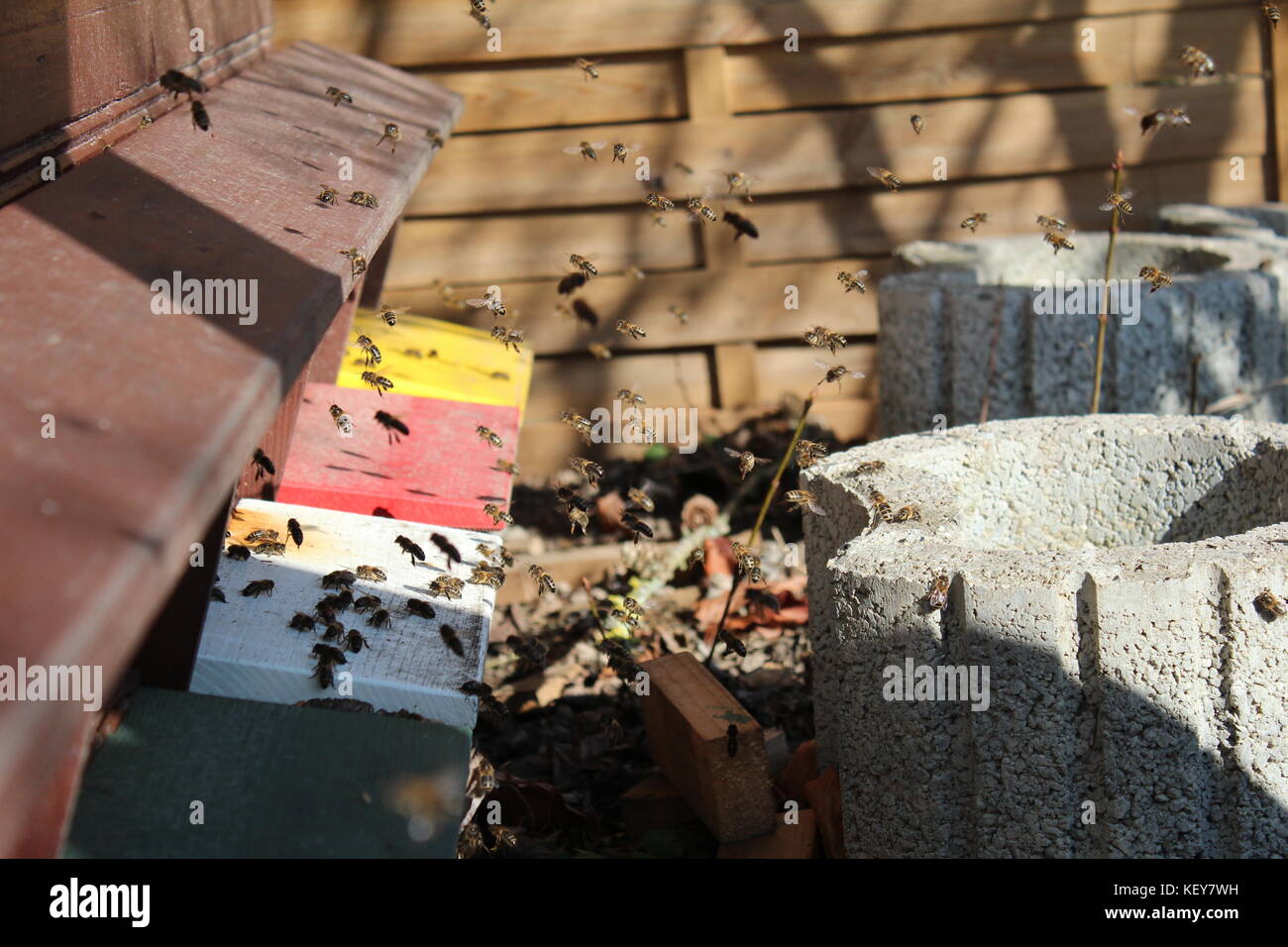 Busy with insects hi-res stock photography and images - Alamy