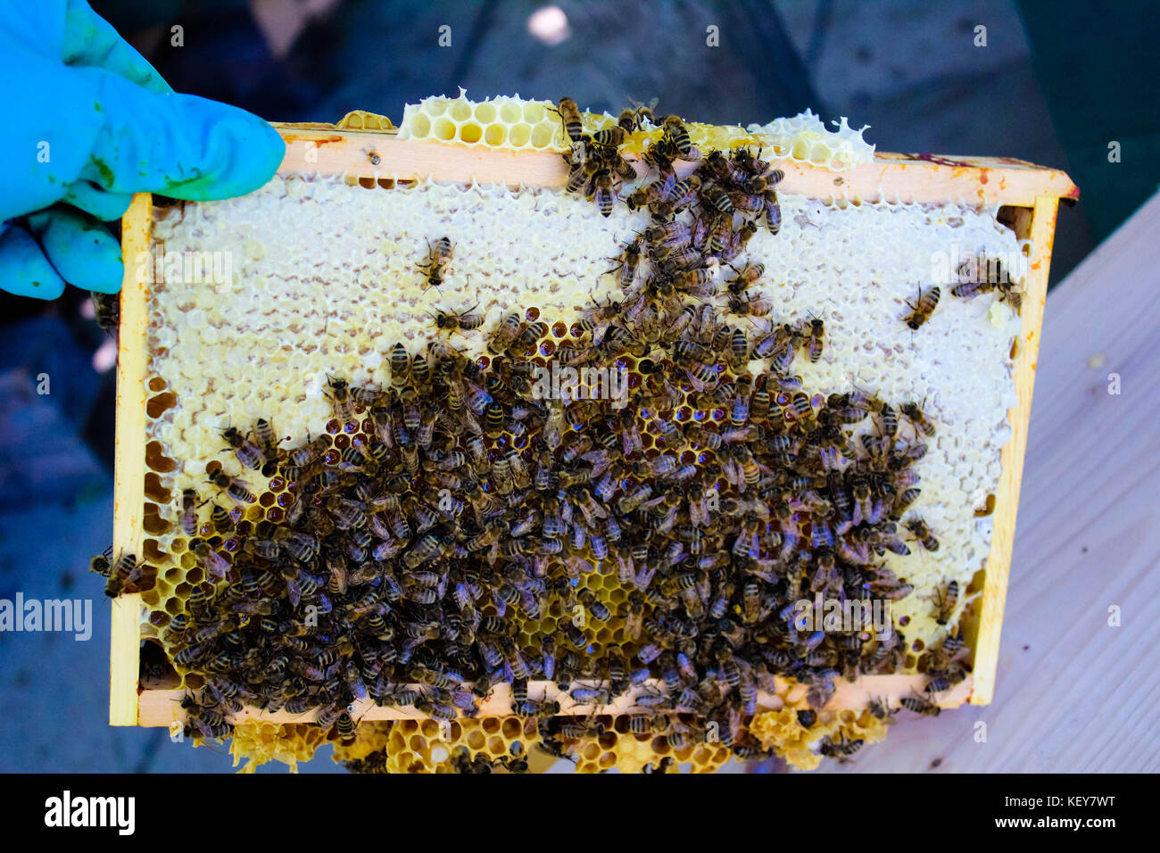 Combs hive hi-res stock photography and images - Alamy