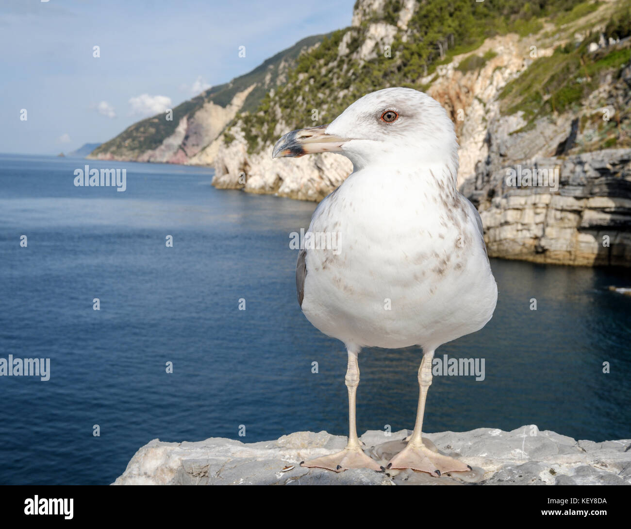 Sea gull by the view over the Coastline at Porto Venere, Porto Venere ...