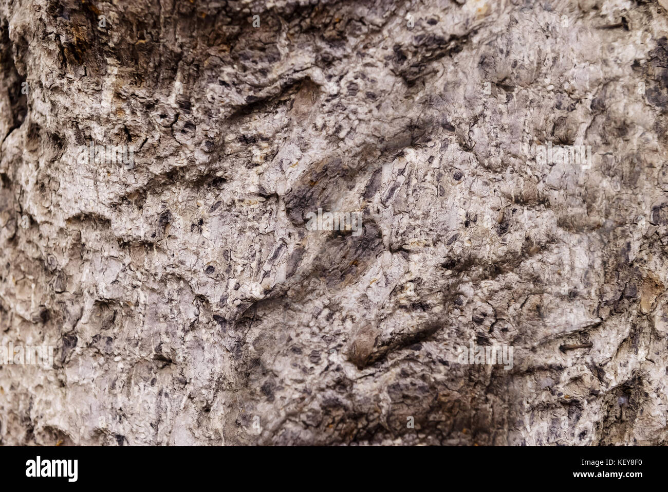 Close up exotic tree wood texture background Stock Photo - Alamy