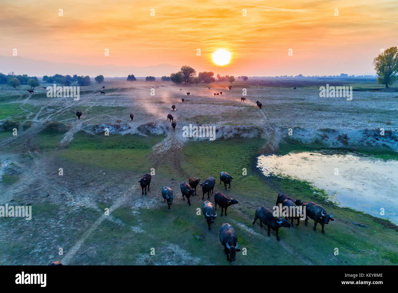 water buffalo grazing at sunset next to the river Strymon in Northern ...
