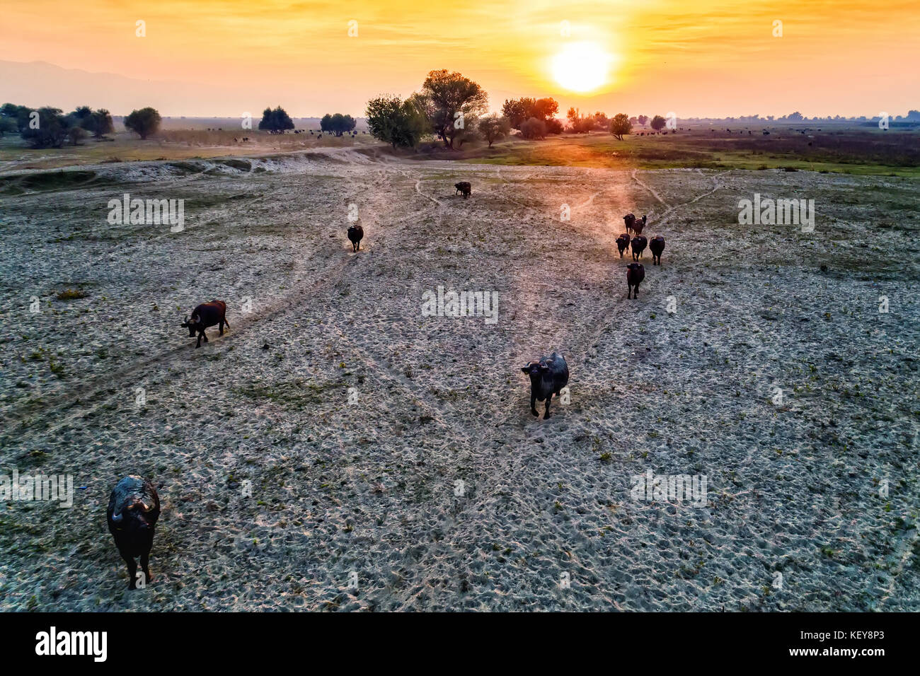water buffalo grazing at sunset next to the river Strymon in Northern ...