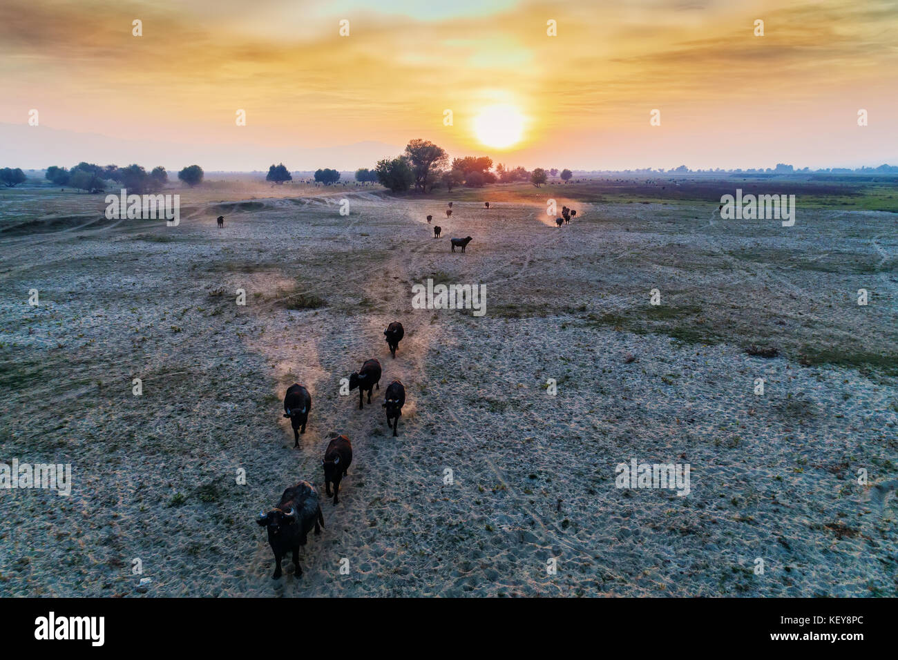 water buffalo grazing at sunset next to the river Strymon in Northern ...