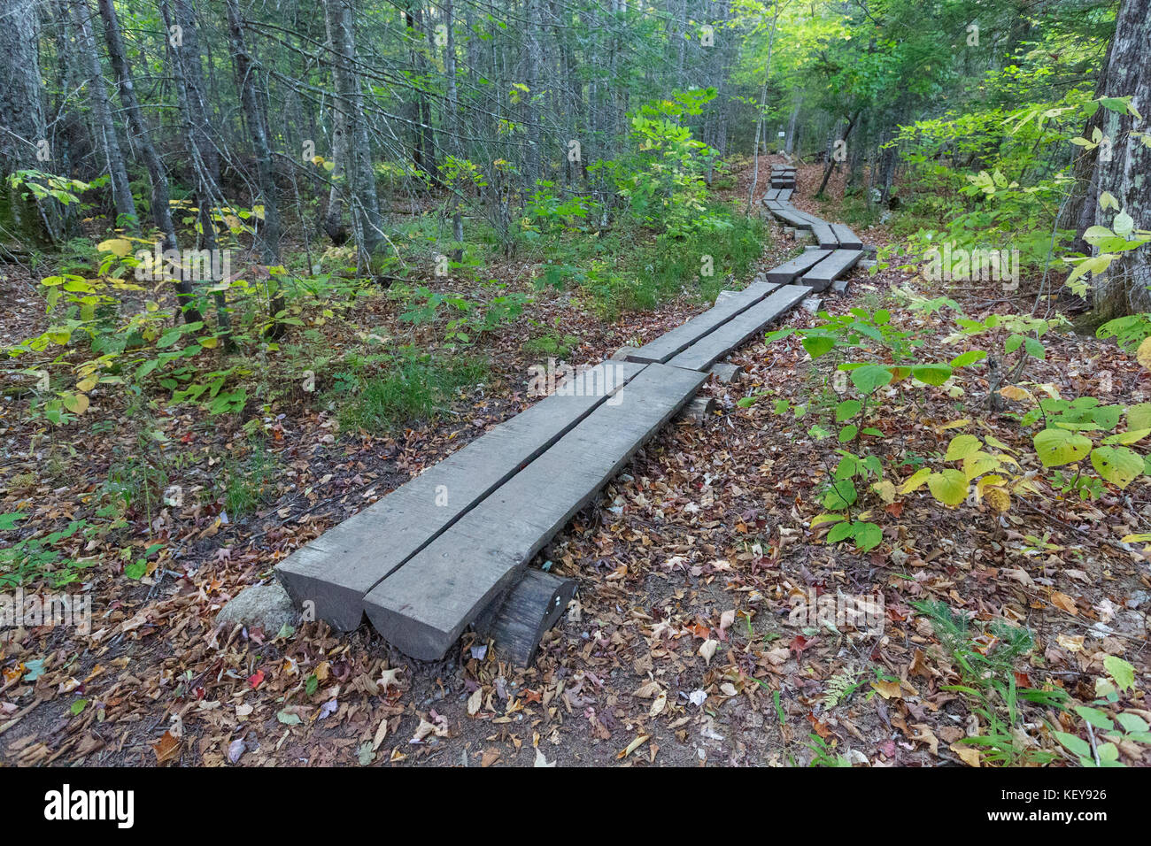 Puncheons along Signal Ridge Trail in the White Mountains of New ...