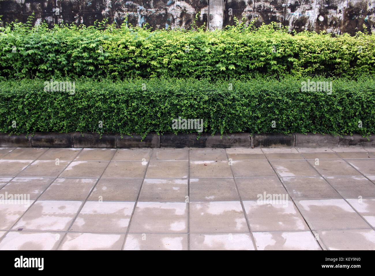 grass on wall concrete Stock Photo - Alamy
