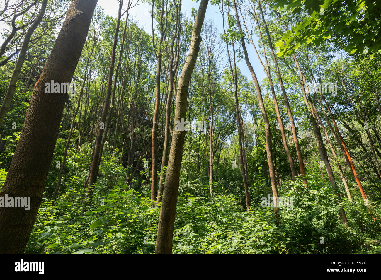 Tall trees at a verdant and lush forest at Divoka Sarka on a sunny day ...