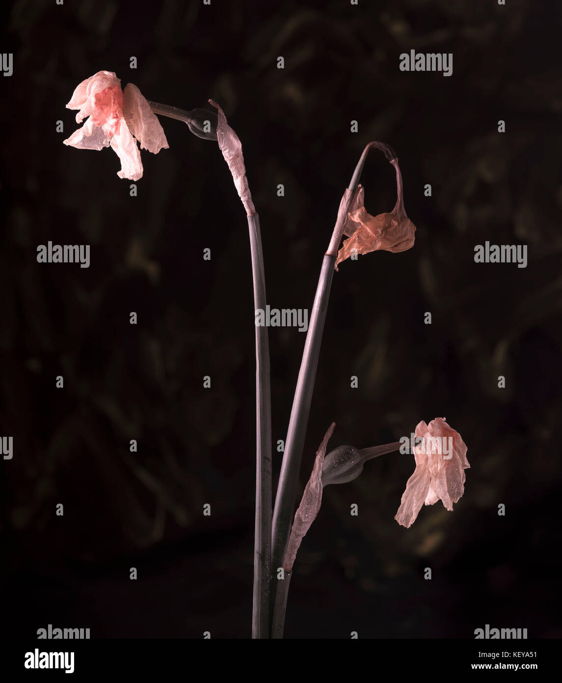 Still life of dying daffodil ( narcissus) heads against a predominently ...