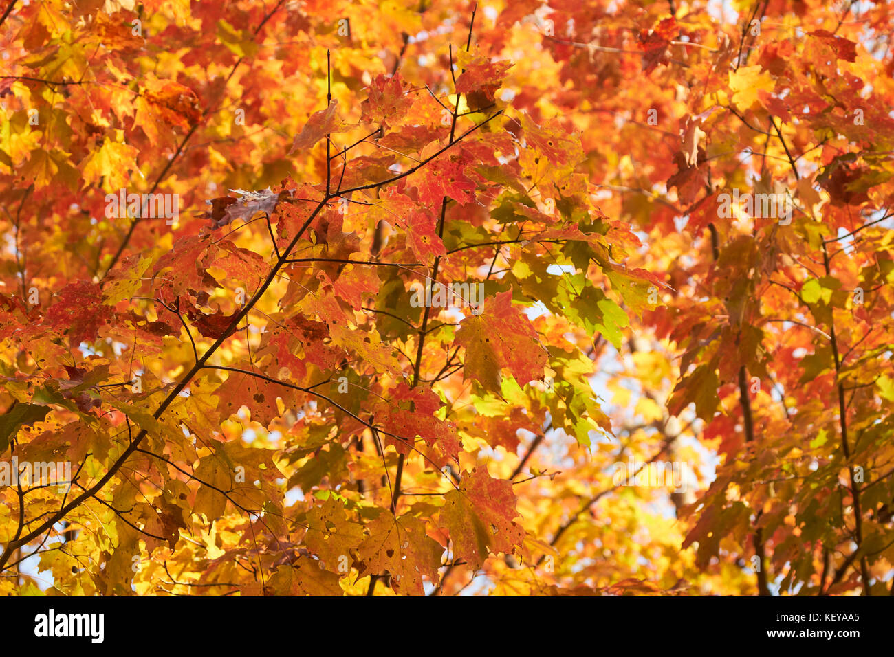 Allegheny mountains pennsylvania hi-res stock photography and images ...