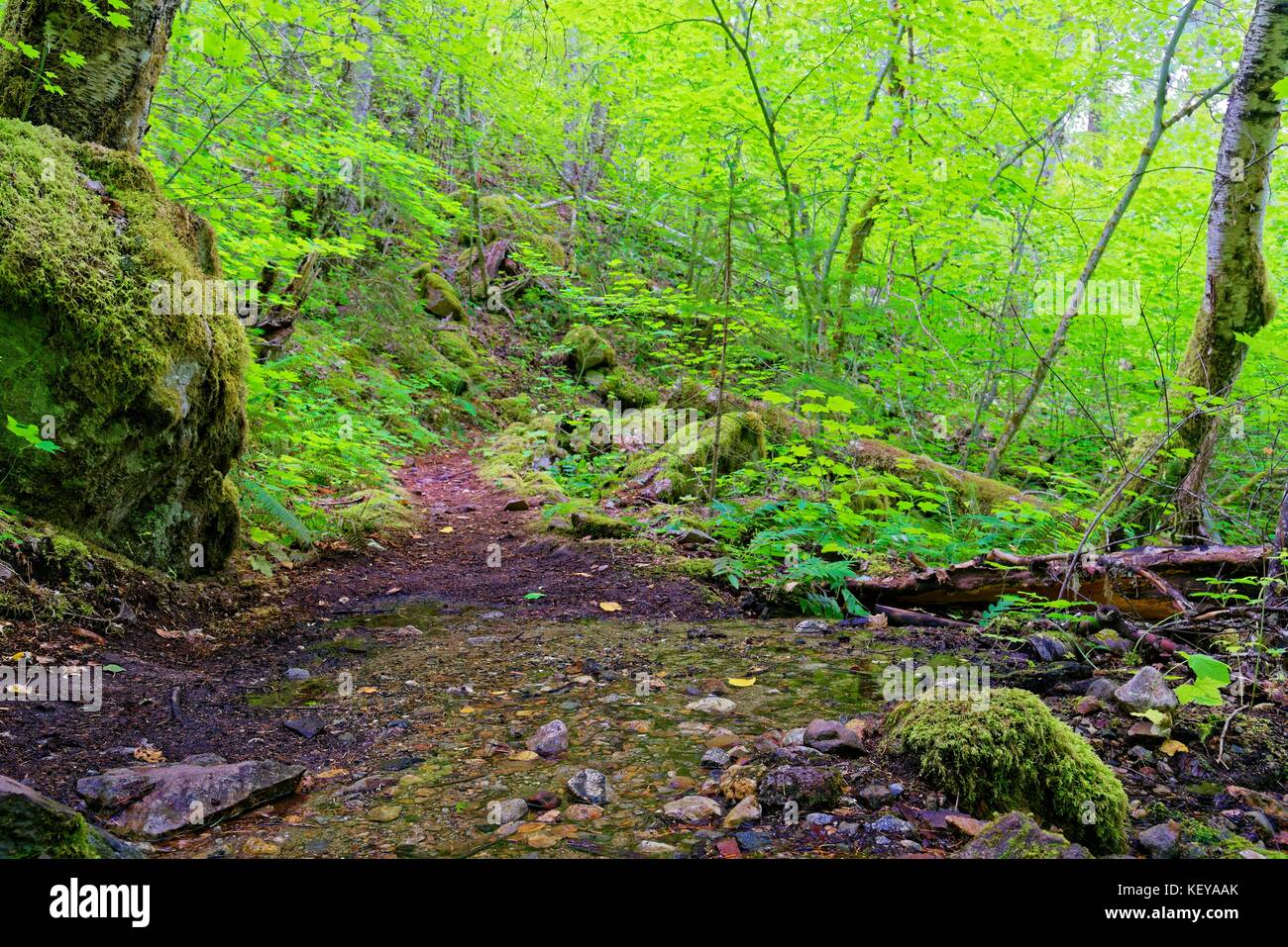 Diablo Lake trail in North Cascades National Park, Washington Stock ...