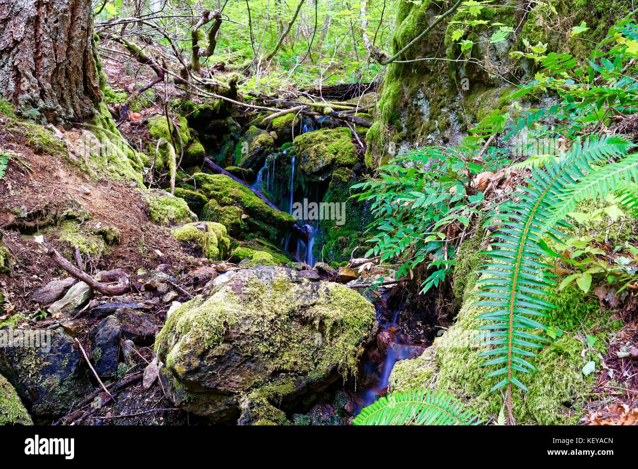 Diablo lake trail hi-res stock photography and images - Alamy