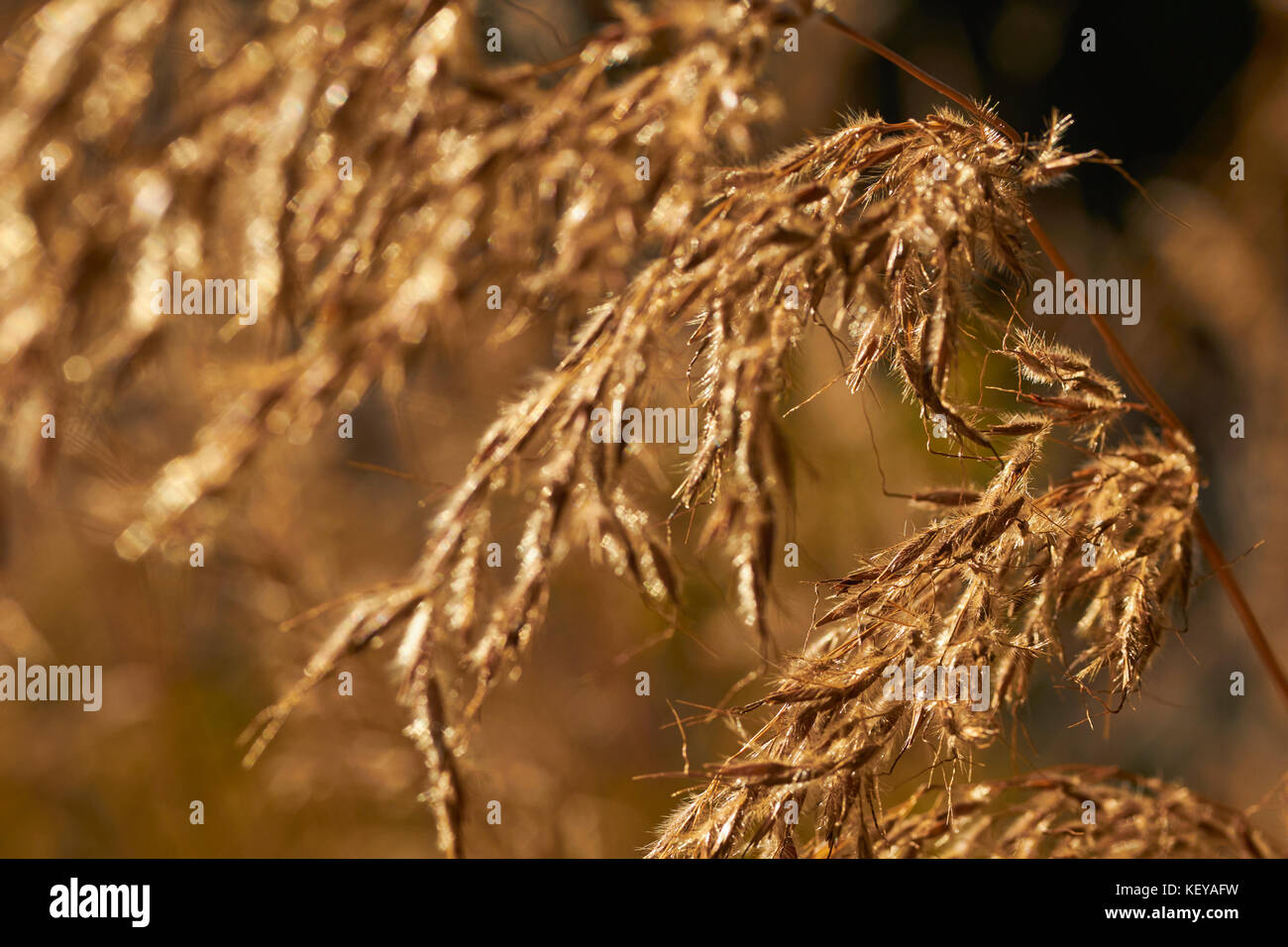 wild grass with seeds, Ohiopyle, Pennsylvania Stock Photo - Alamy