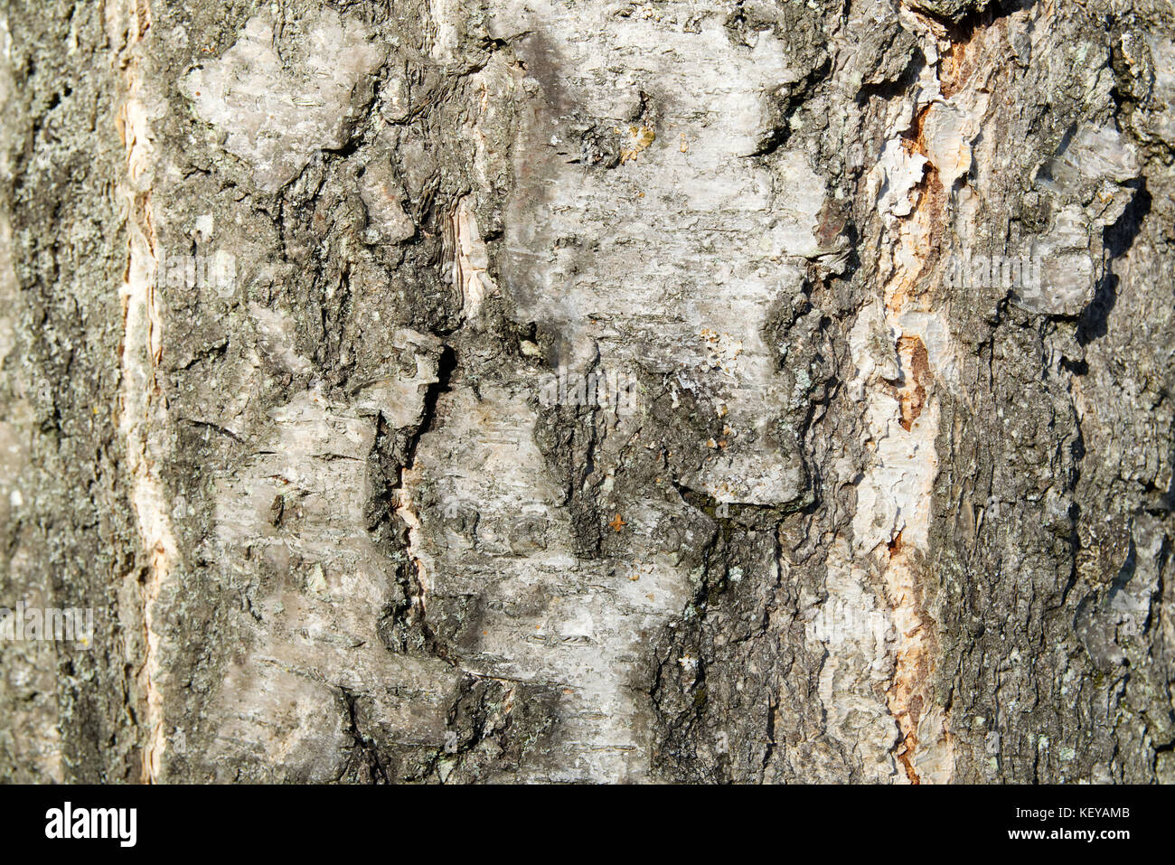 Silver Birch tree bark background texture Stock Photo - Alamy