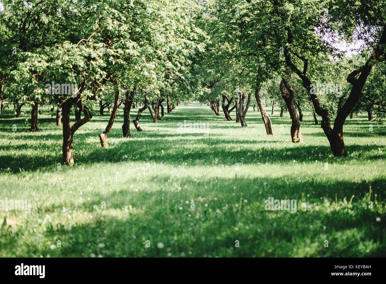apple orchard. Summer alley of the apple Stock Photo - Alamy