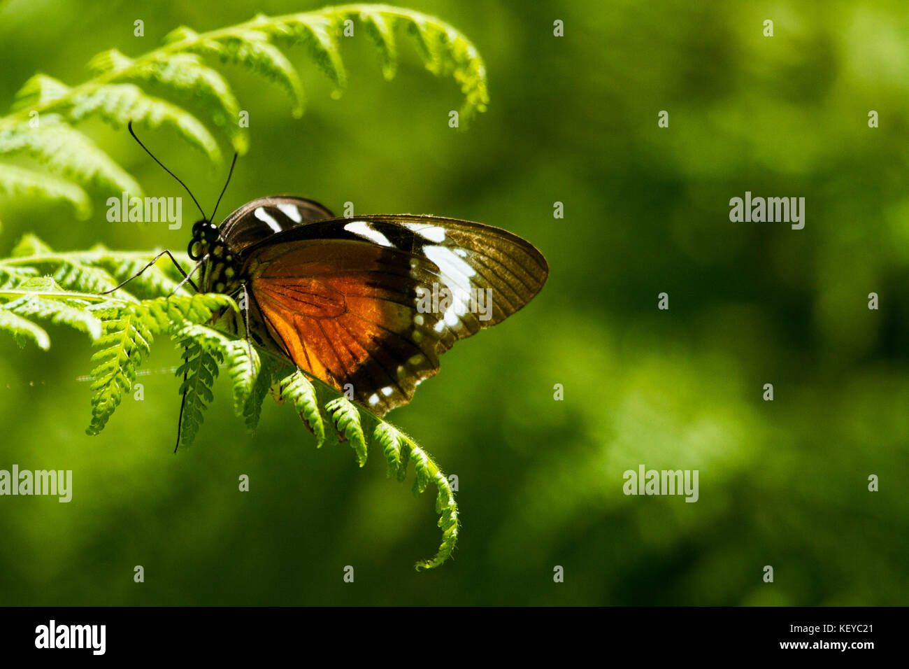 South african butterfly hi-res stock photography and images - Alamy