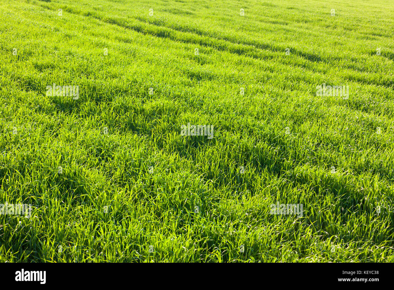 grass field, corn Stock Photo - Alamy