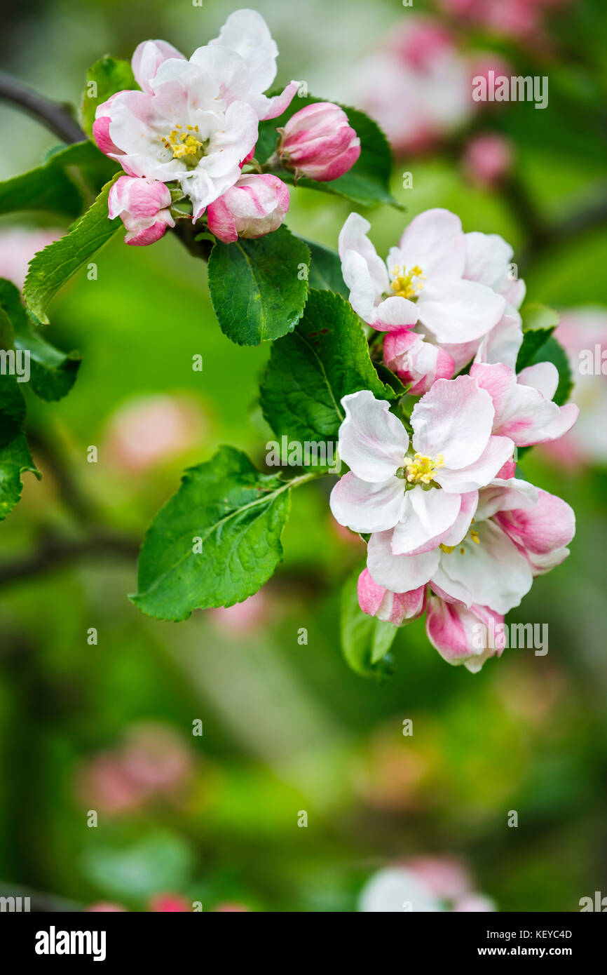 Pretty pink and white blossom of apple tree 'Severn Bank' in an orchard ...