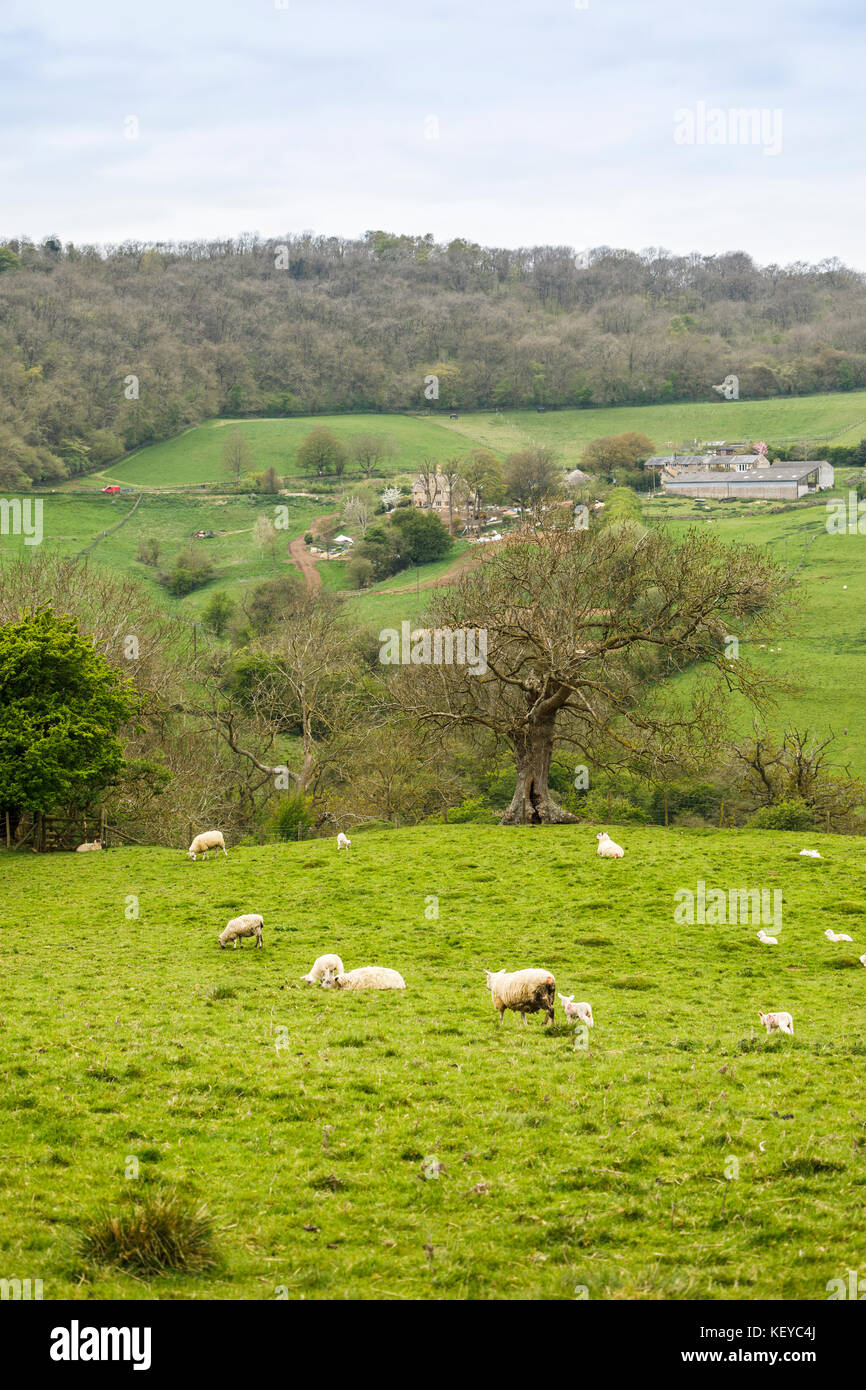 Spring cotswolds english landscape hi-res stock photography and images ...