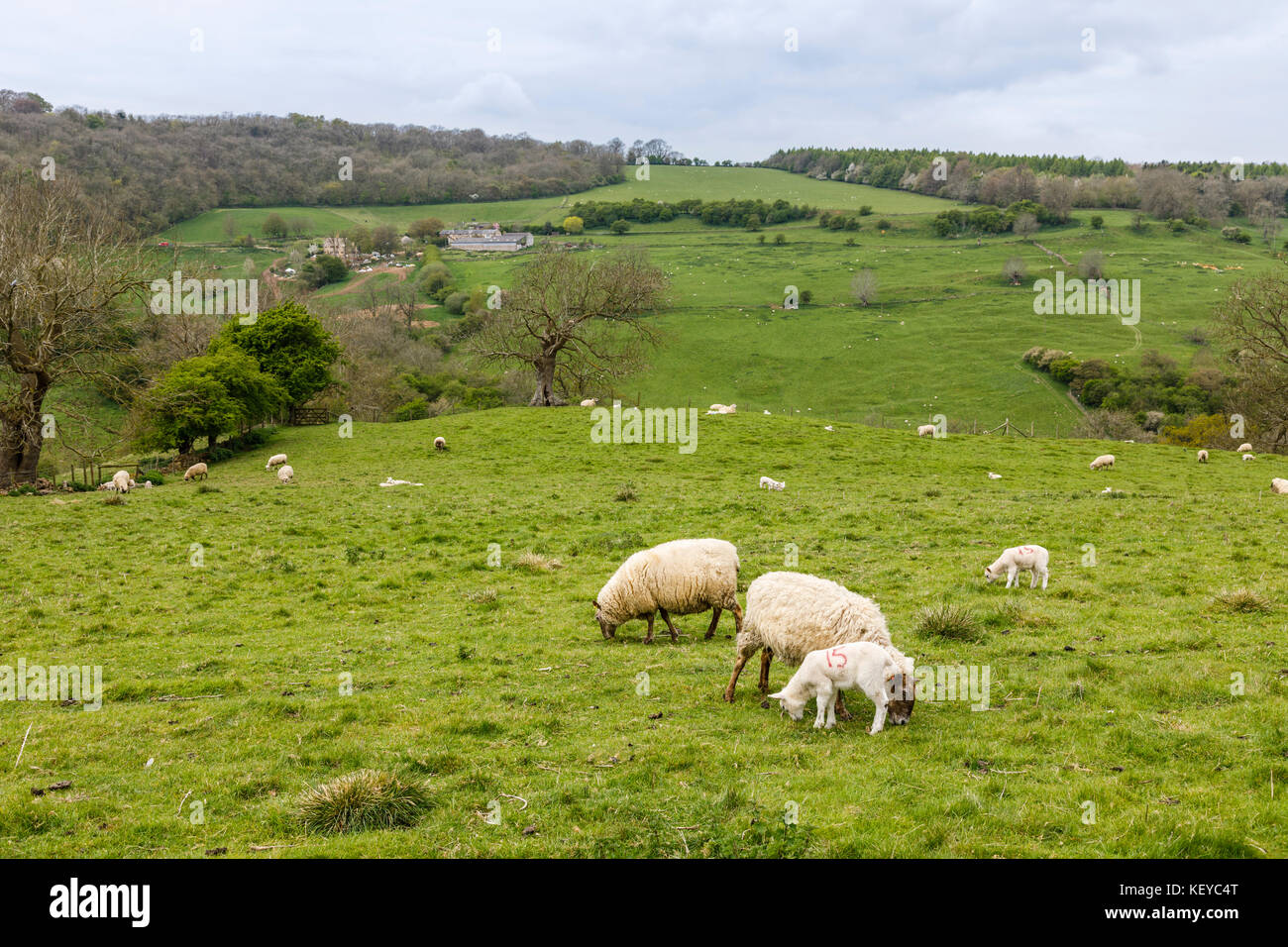 Cotswold landscape: White sheep and young spring lambs in a field near ...
