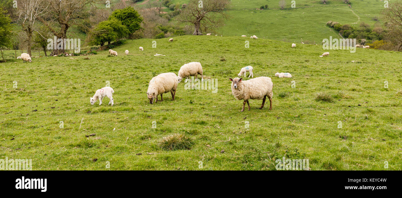 Cotswold landscape: White sheep and young spring lambs in a field near ...