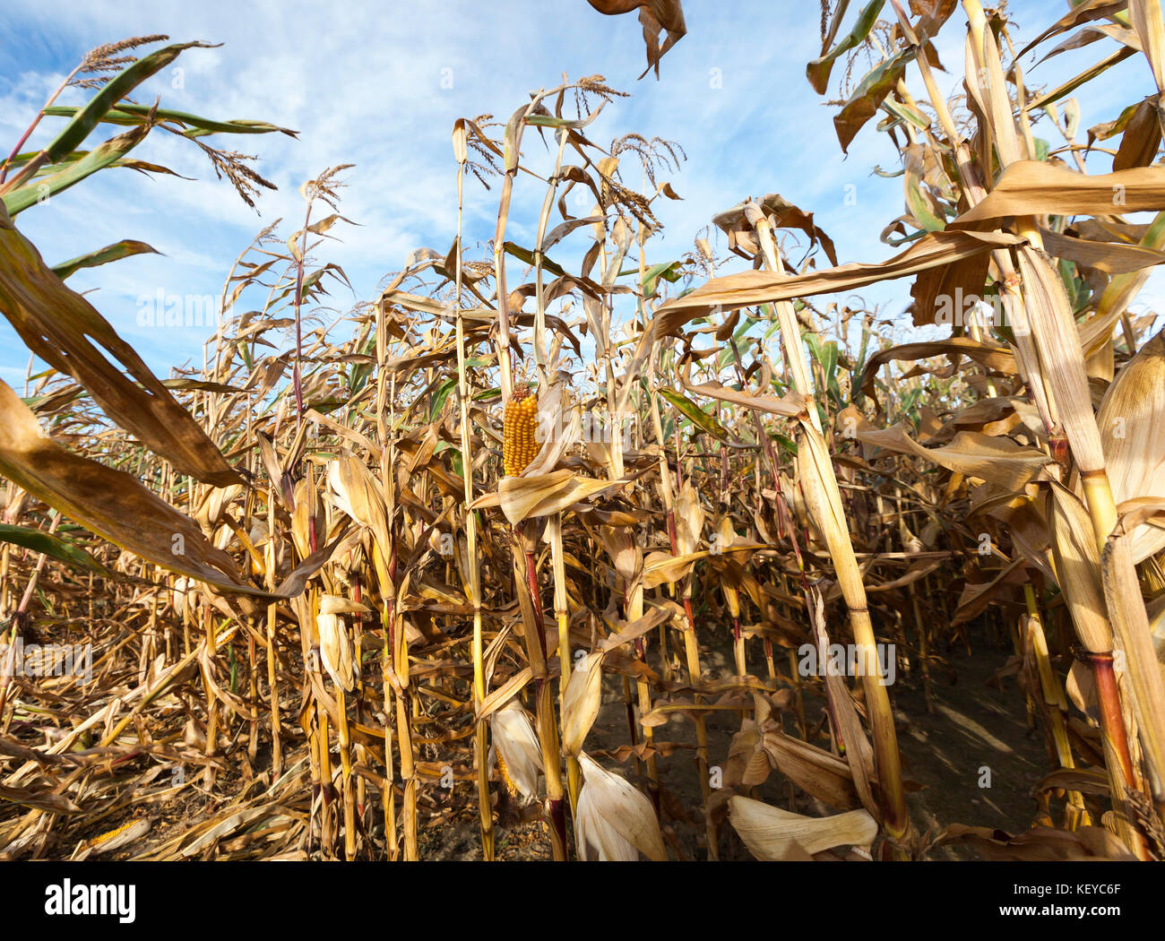 Gmo corn field hi-res stock photography and images - Alamy