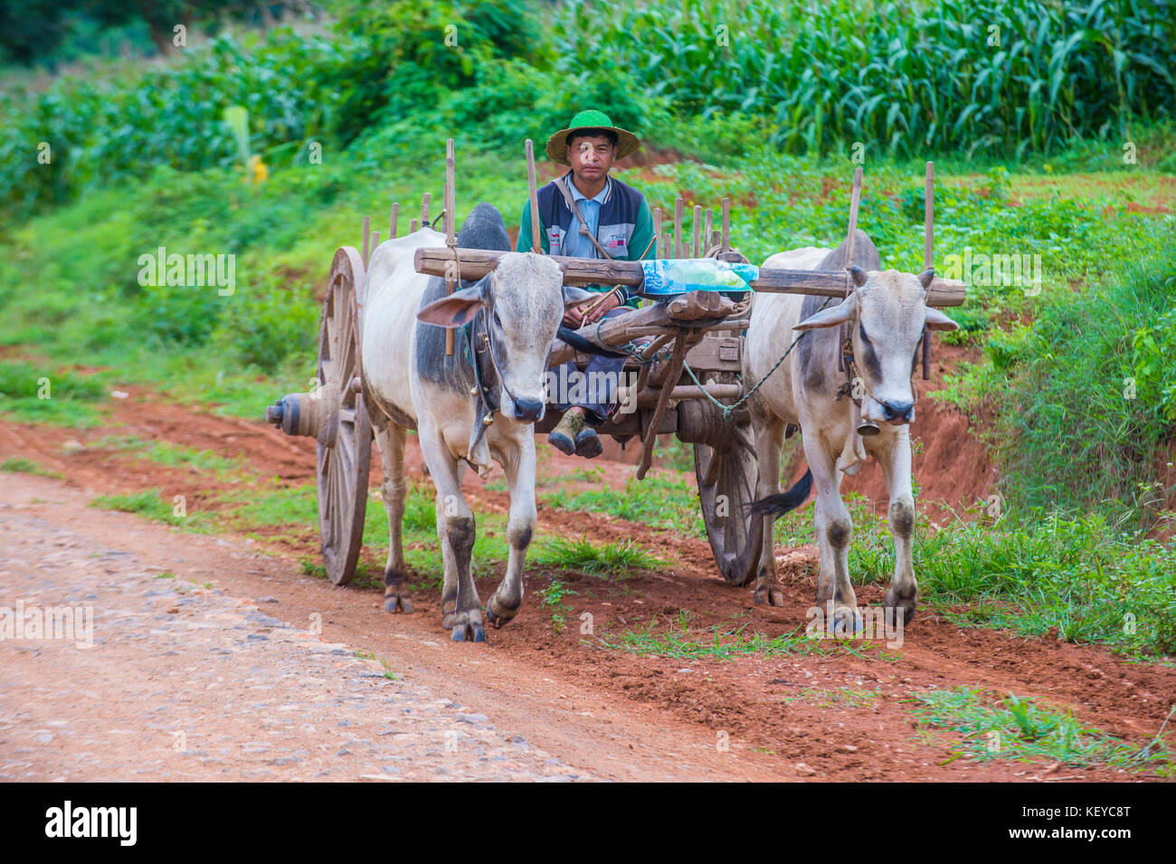 Burmese farmer riding ox cart in Shan state Myanmar Stock Photo - Alamy