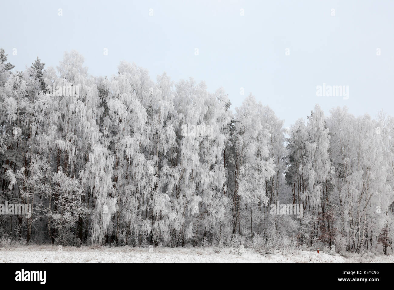 heavy branches of trees Stock Photo - Alamy