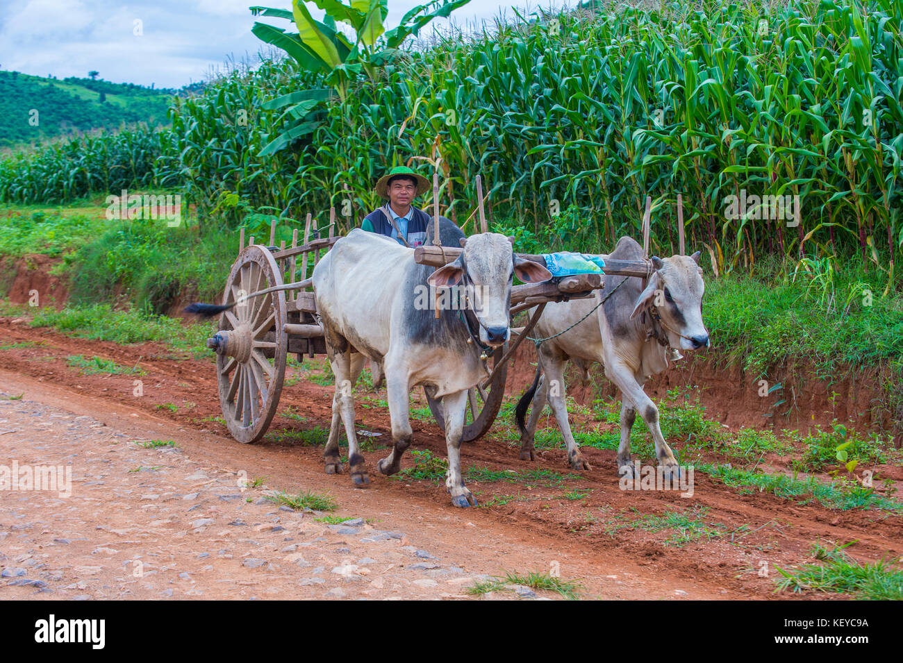 Burmese farmer riding ox cart in Shan state Myanmar Stock Photo - Alamy