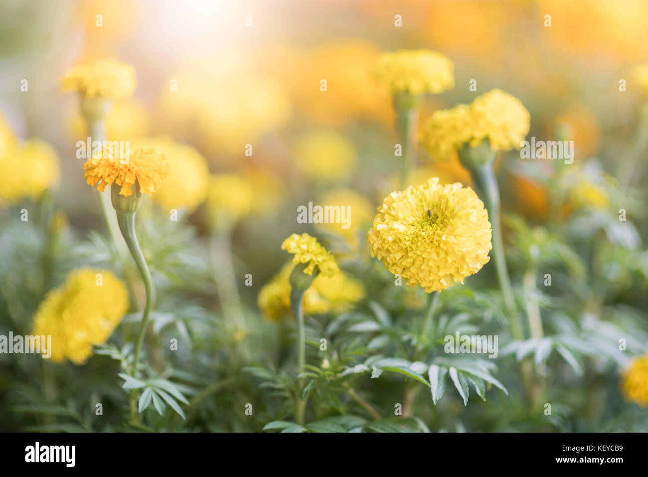 Close up of beautiful marigold flowers in the garden with light from ...