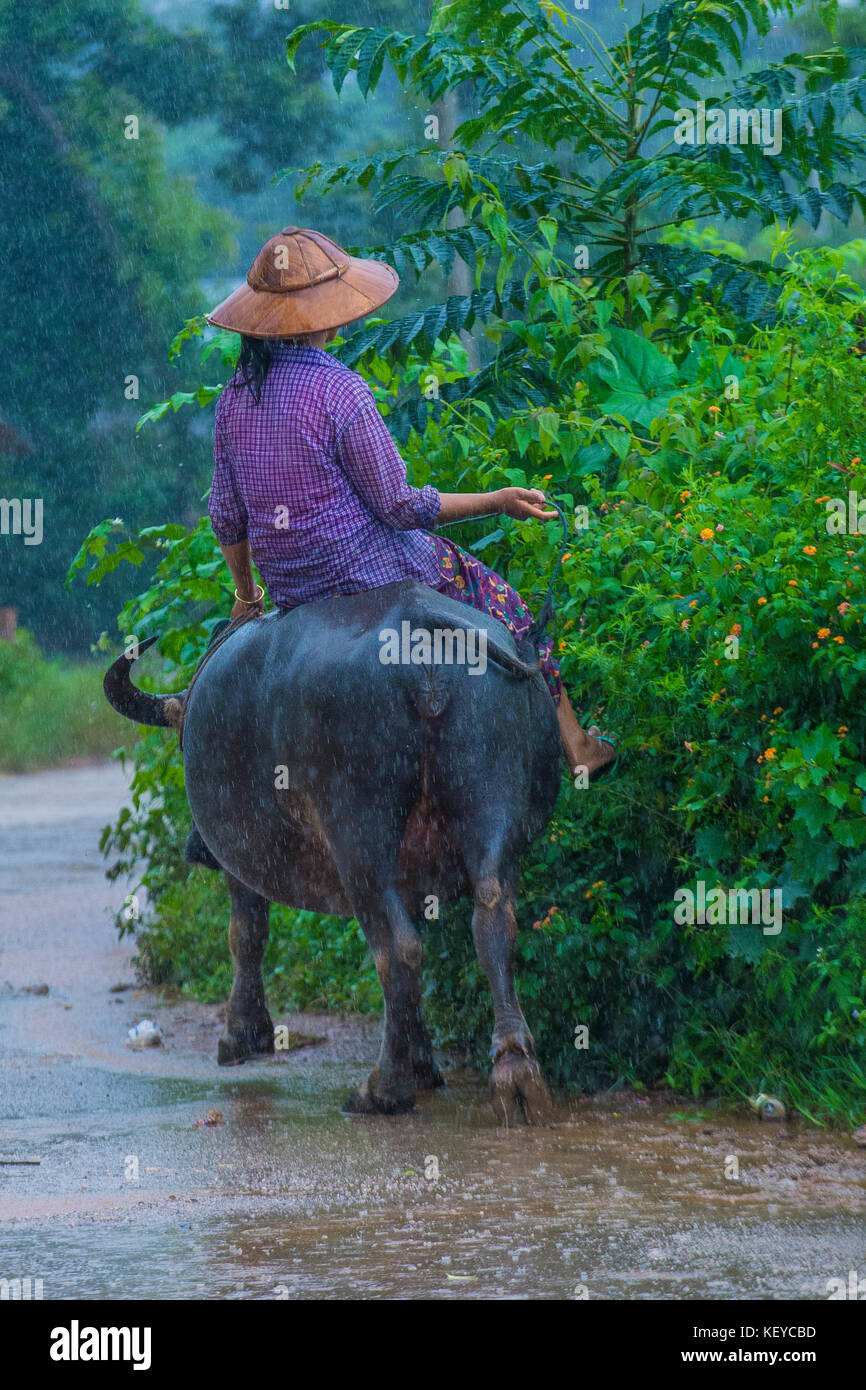 Burmese farmer riding buffalo in Shan state Myanmar Stock Photo - Alamy