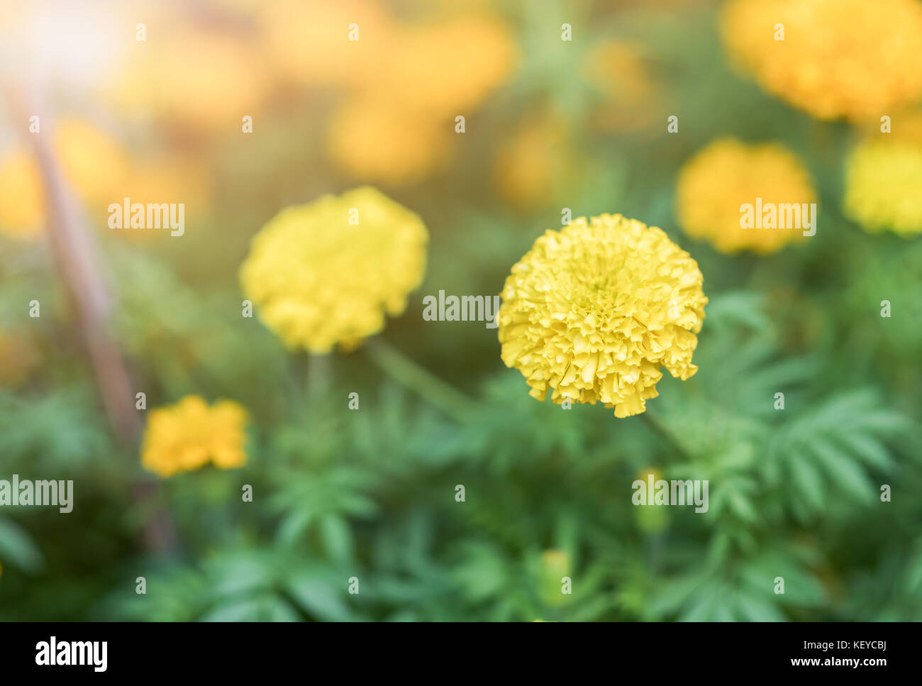 Close up of beautiful marigold flowers in the garden with light from ...
