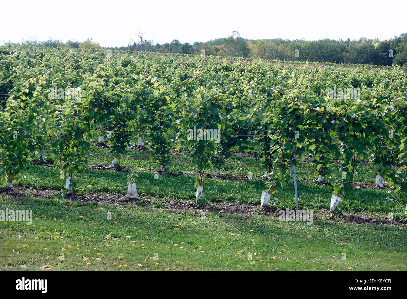 Wolfville nova scotia hi-res stock photography and images - Alamy