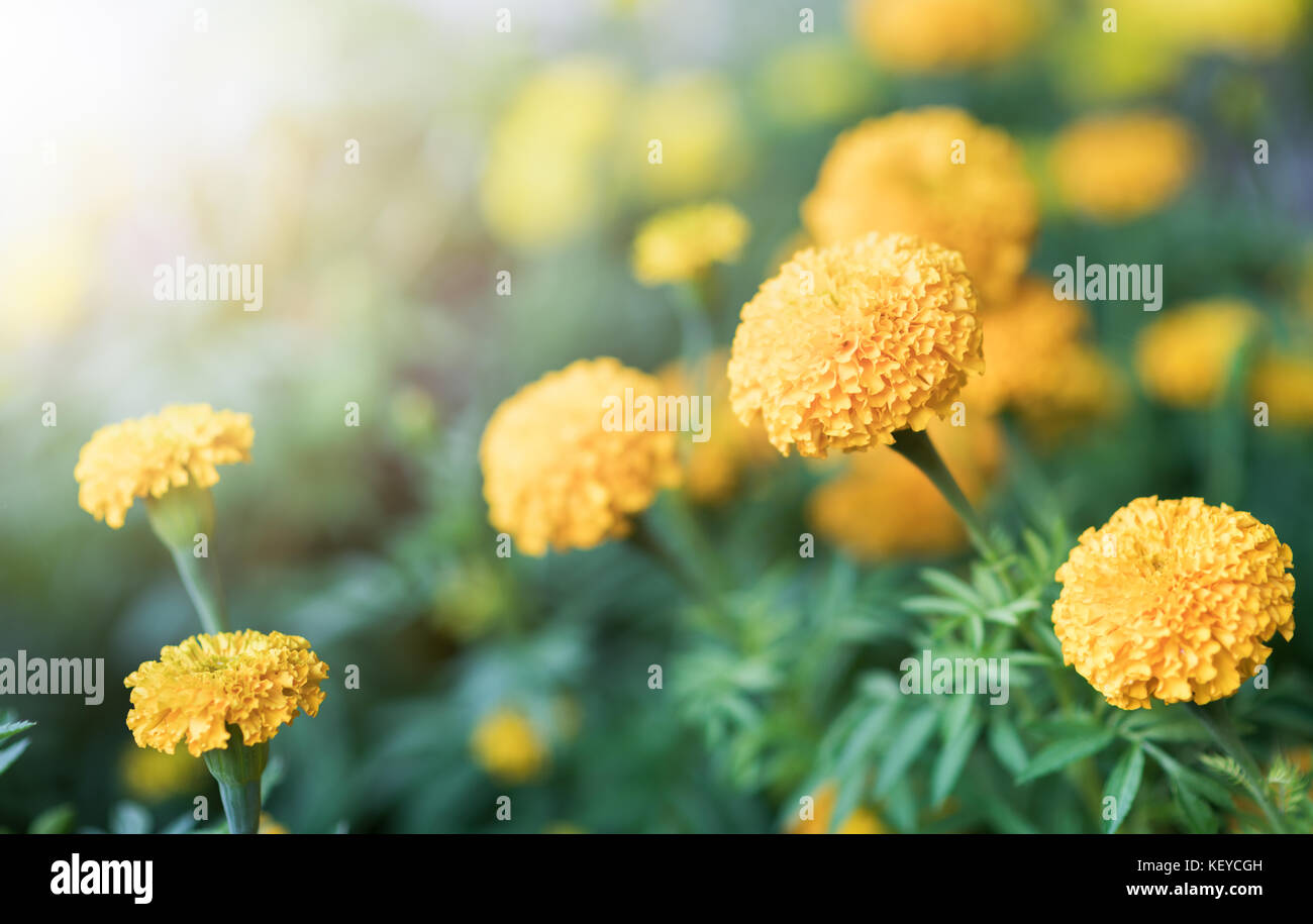 How to grow marigold plant from flowers hi-res stock photography and ...