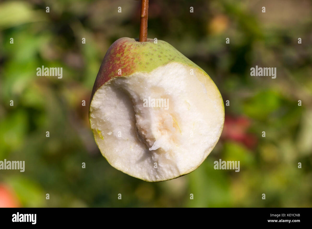Bitten pear hi-res stock photography and images - Alamy
