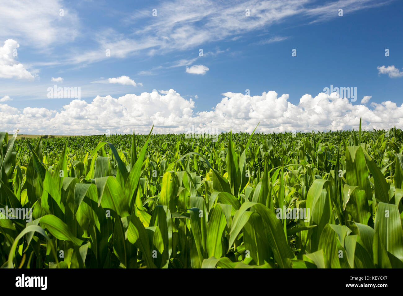 Green corn field Stock Photo - Alamy