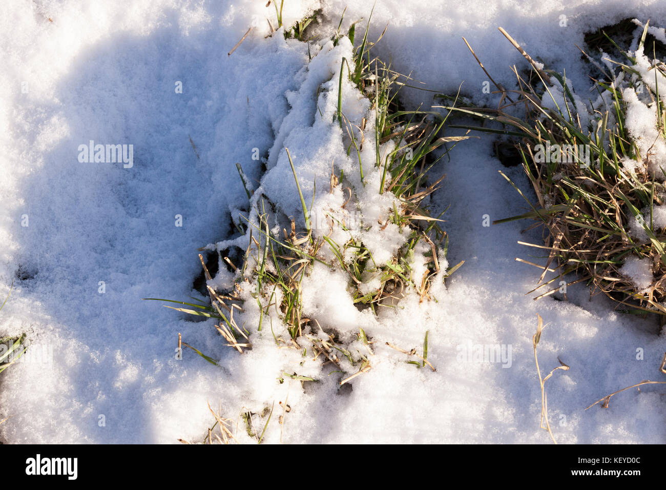 Grass under the snow Stock Photo - Alamy