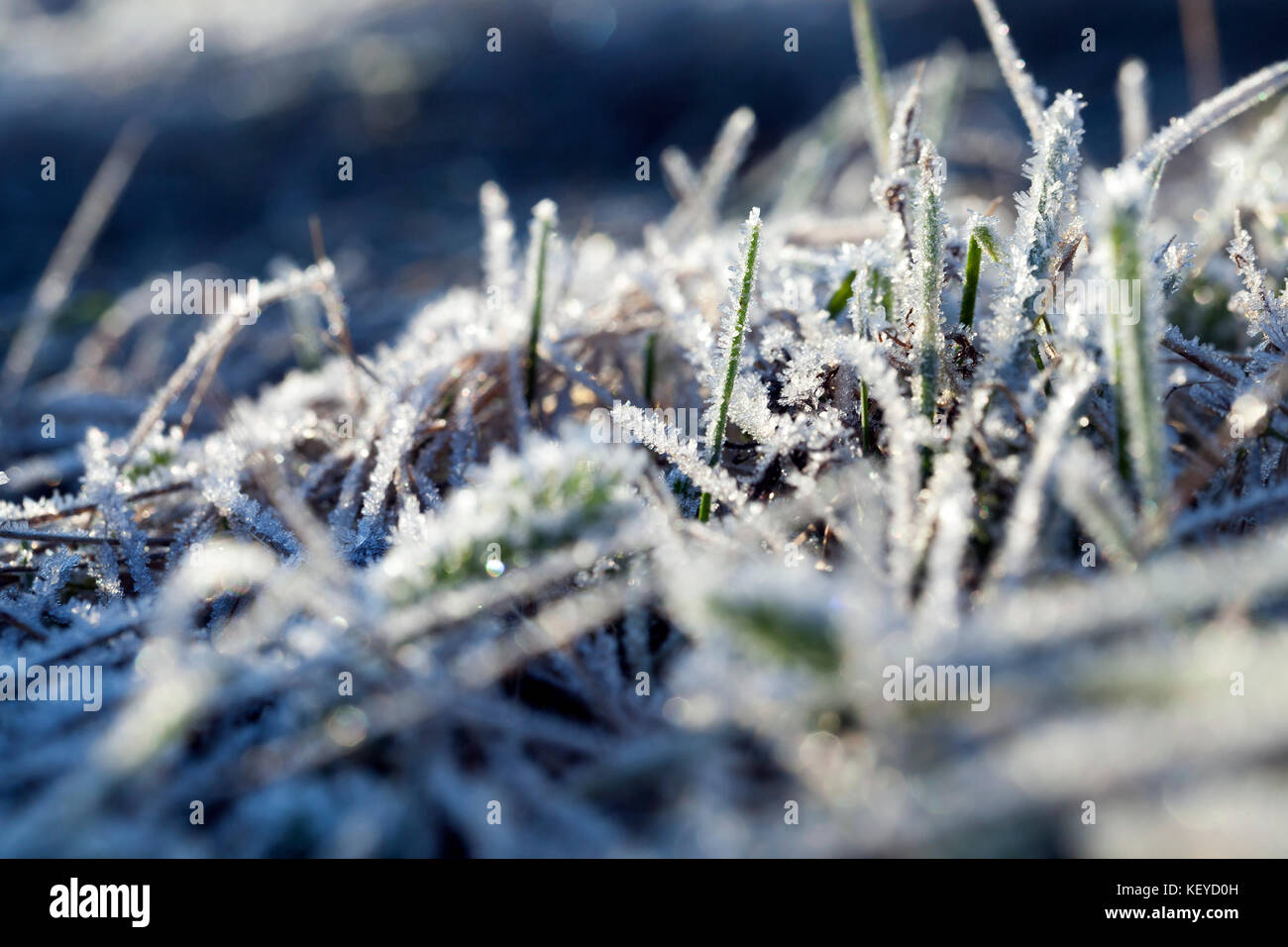 grass in winter Stock Photo - Alamy