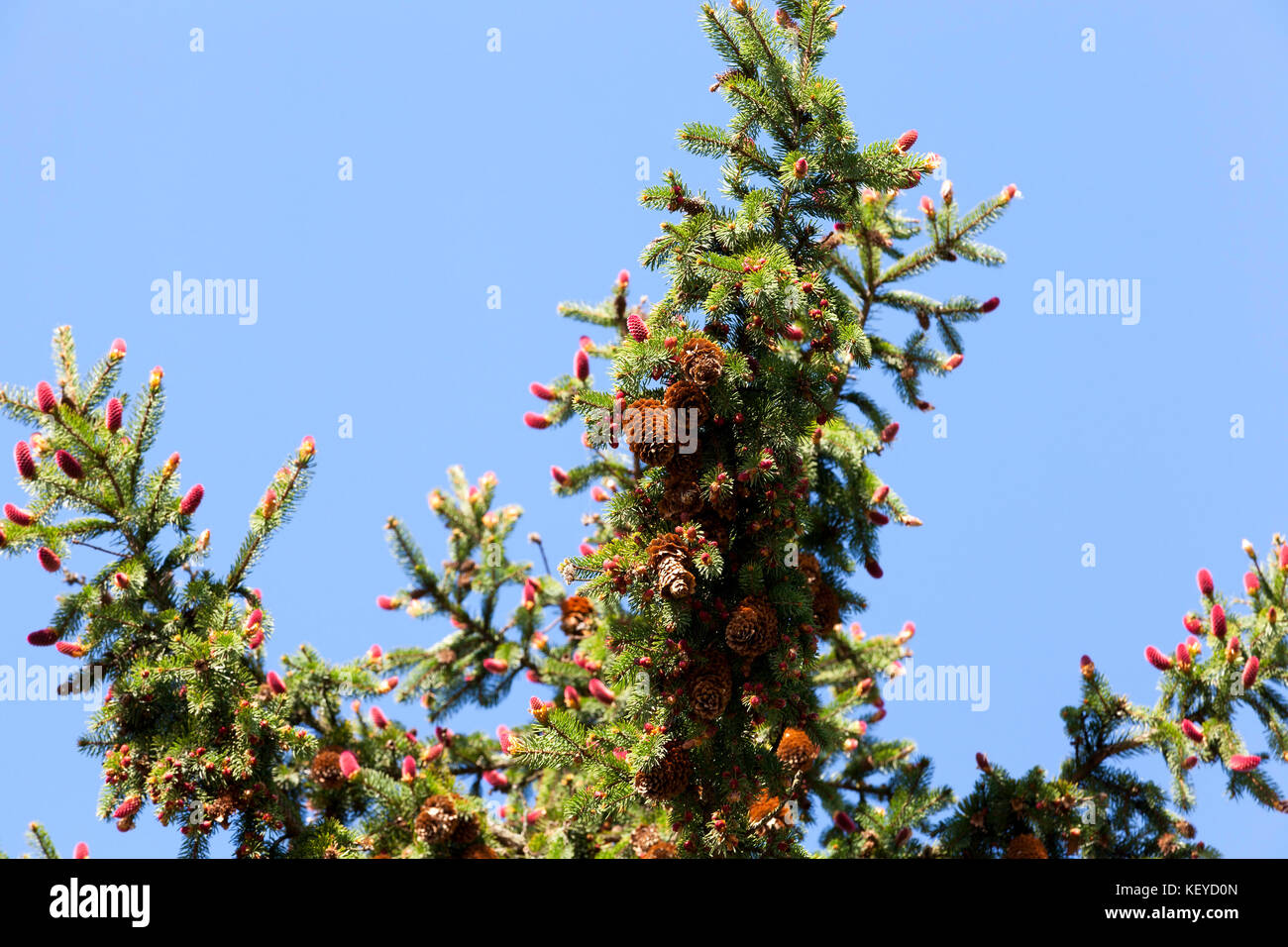 Spruce in the spring Stock Photo - Alamy