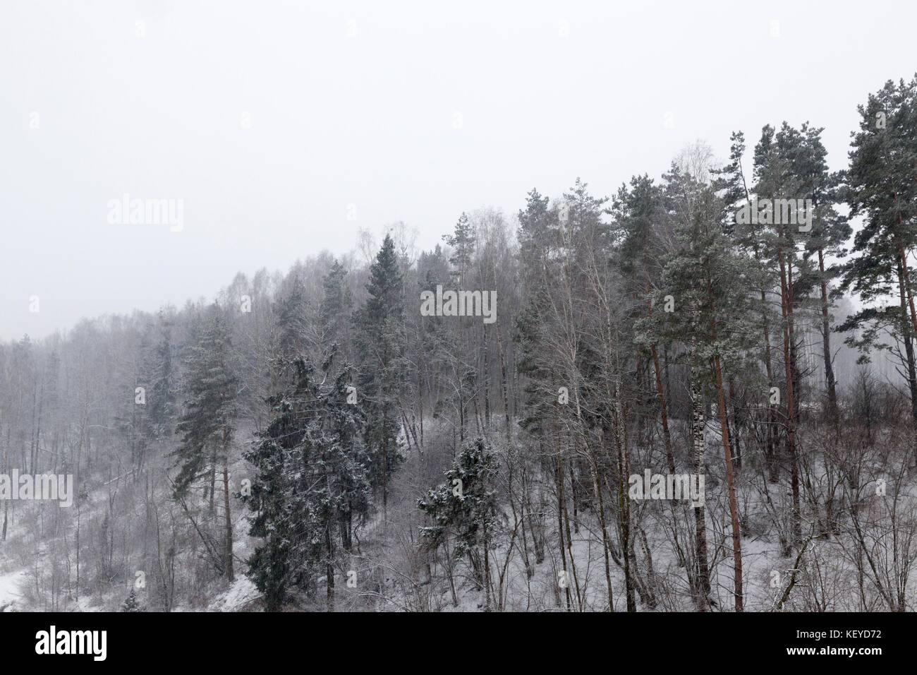 forest in winter Stock Photo - Alamy