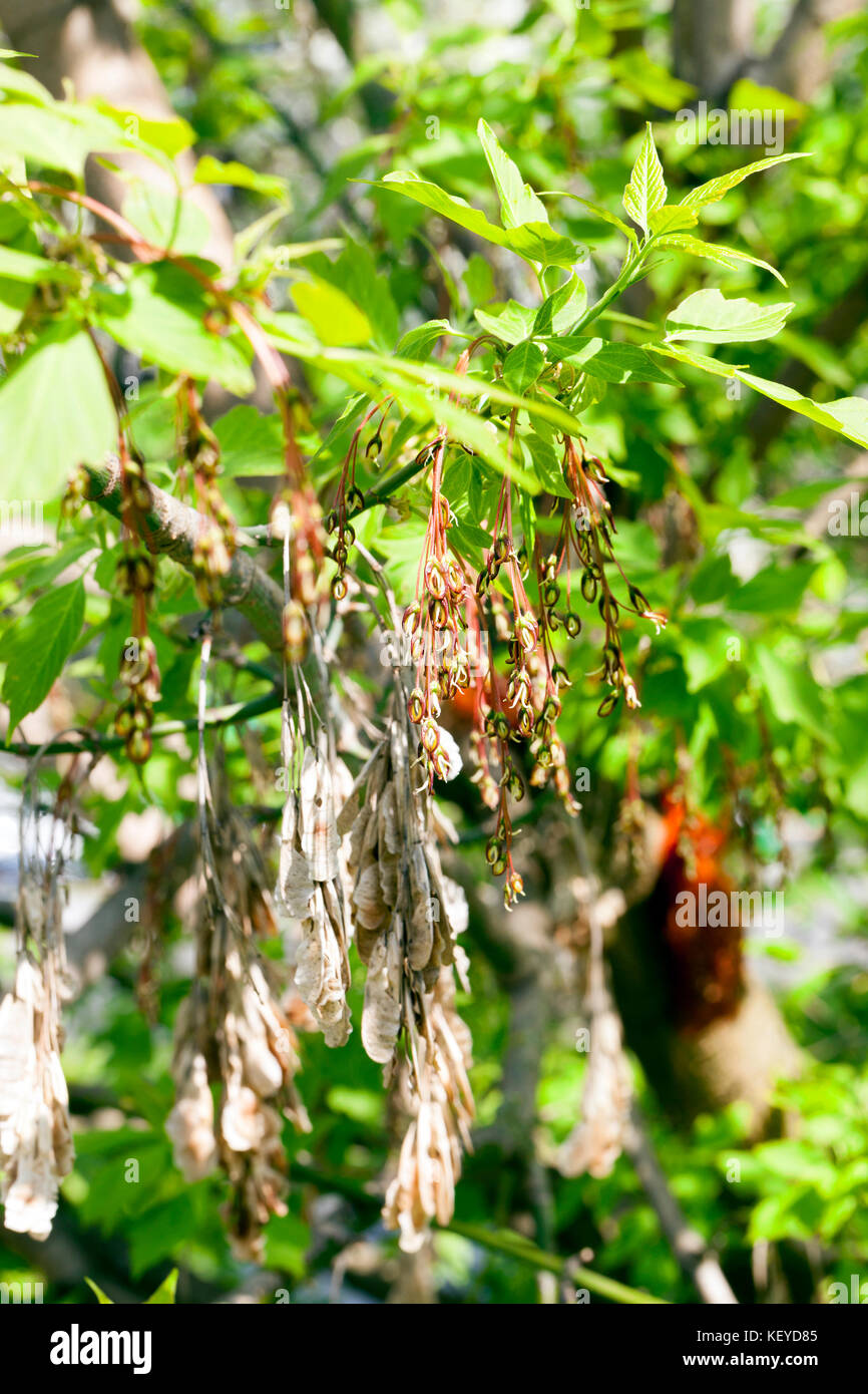 Ash tree flowers hi-res stock photography and images - Alamy