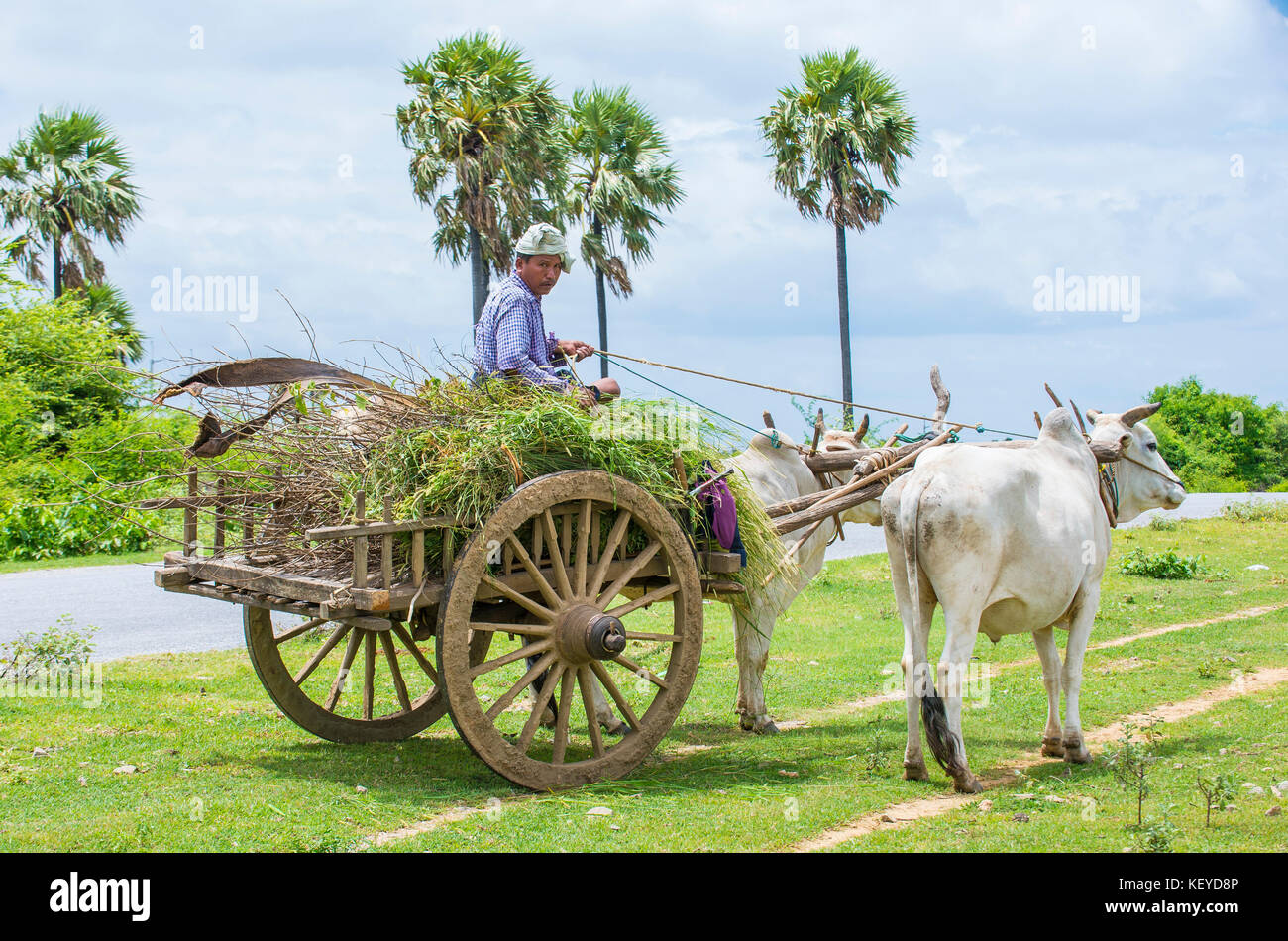 Riding ox cart High Resolution Stock Photography and Images - Alamy