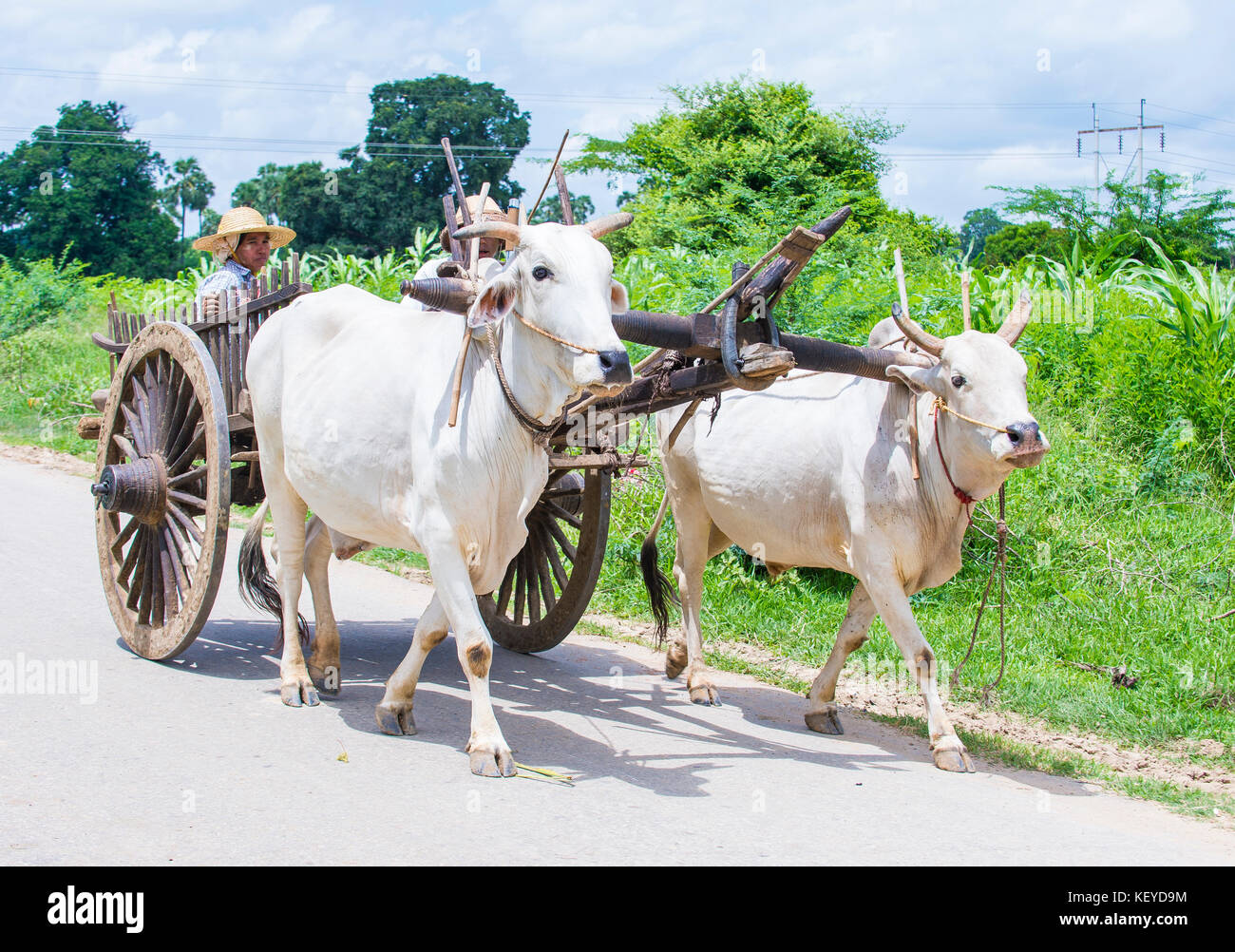 Burmese farmer riding ox cart in Shan state Myanmar Stock Photo - Alamy