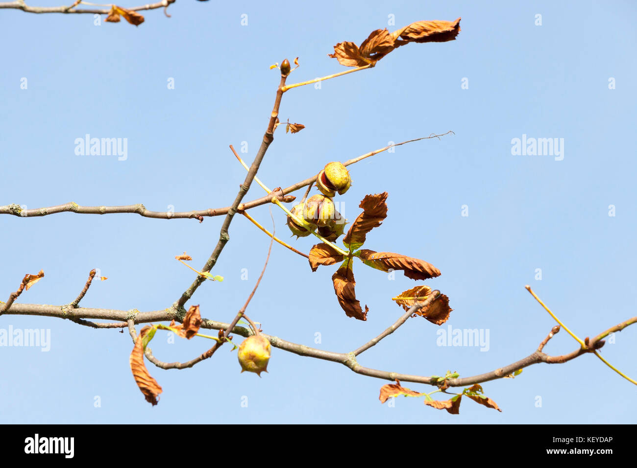 Mature sweet chestnut tree hi-res stock photography and images - Alamy
