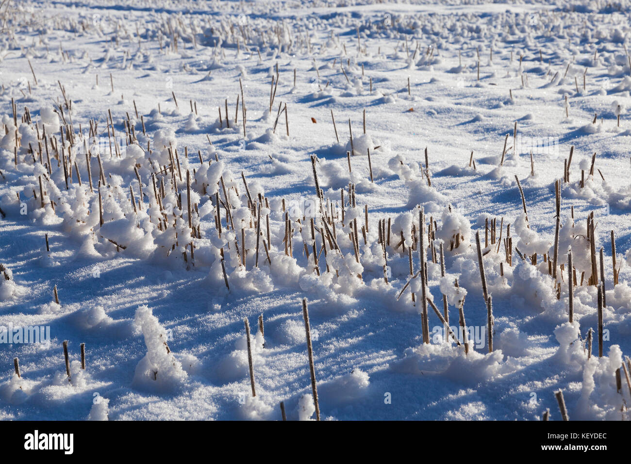 Snow covered field Stock Photo - Alamy