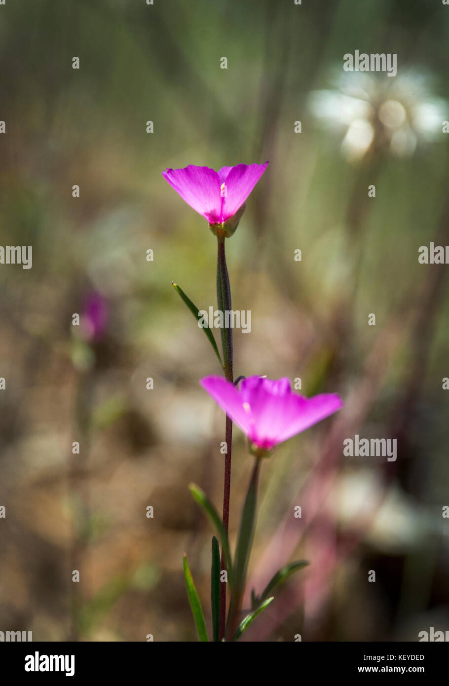Clarkia wildflowers, Mount Tamalpais, California Stock Photo - Alamy