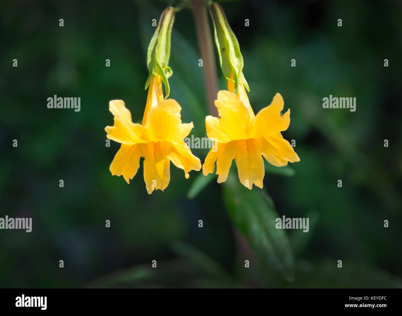 Bush Monkey Flower High Resolution Stock Photography and Images - Alamy